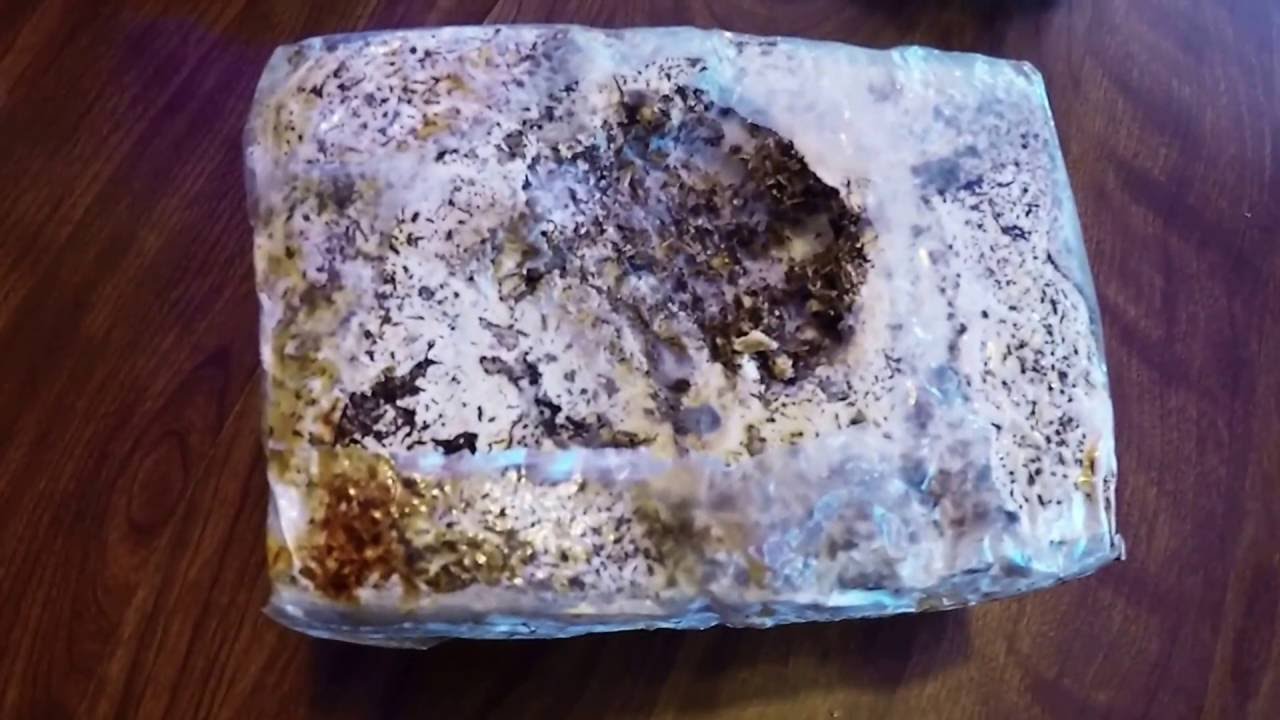 Mycelium Cultivation at Home - How to Pt 1 - YouTube