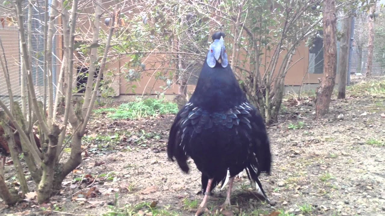 Crested Fireback Pheasant / Lophura ignita / Огнен фазан гребенест ...