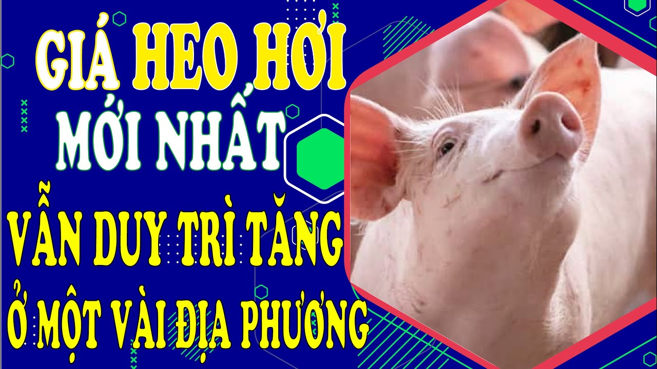 Giá heo hơi mới nhất hôm nay 11/3/2025 - Đà tăng giá heo hơi vẫn duy ...