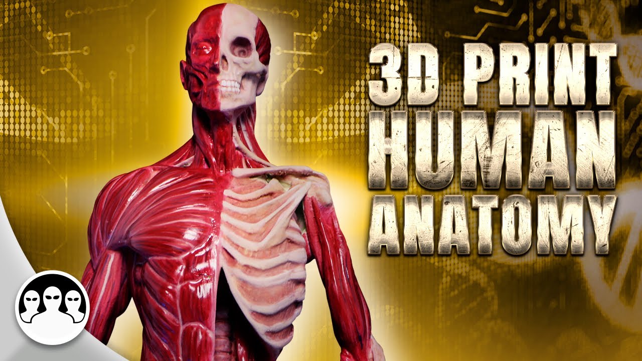 Male Anatomy: 3D Printing Time Lapse & Painting - YouTube