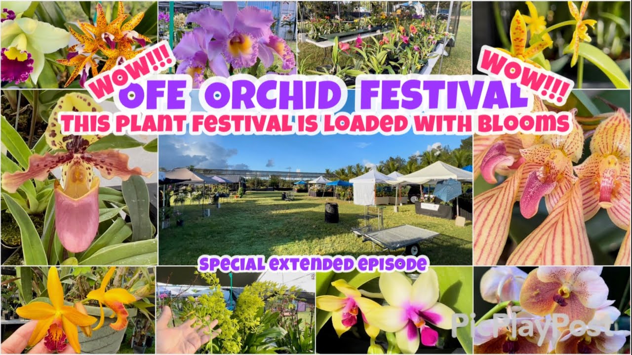 Amazing orchid festival! Please don’t miss this party of flowers all in ...