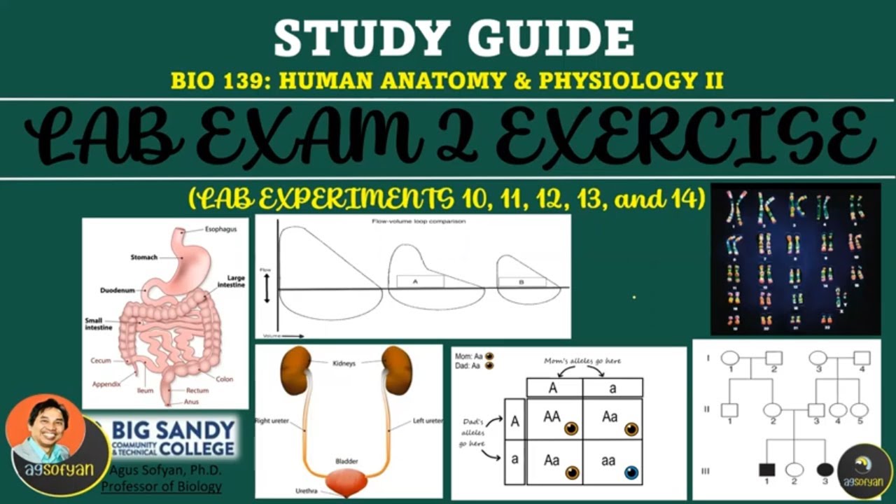 BIO 139: LAB EXAM 2 EXERCISE - YouTube