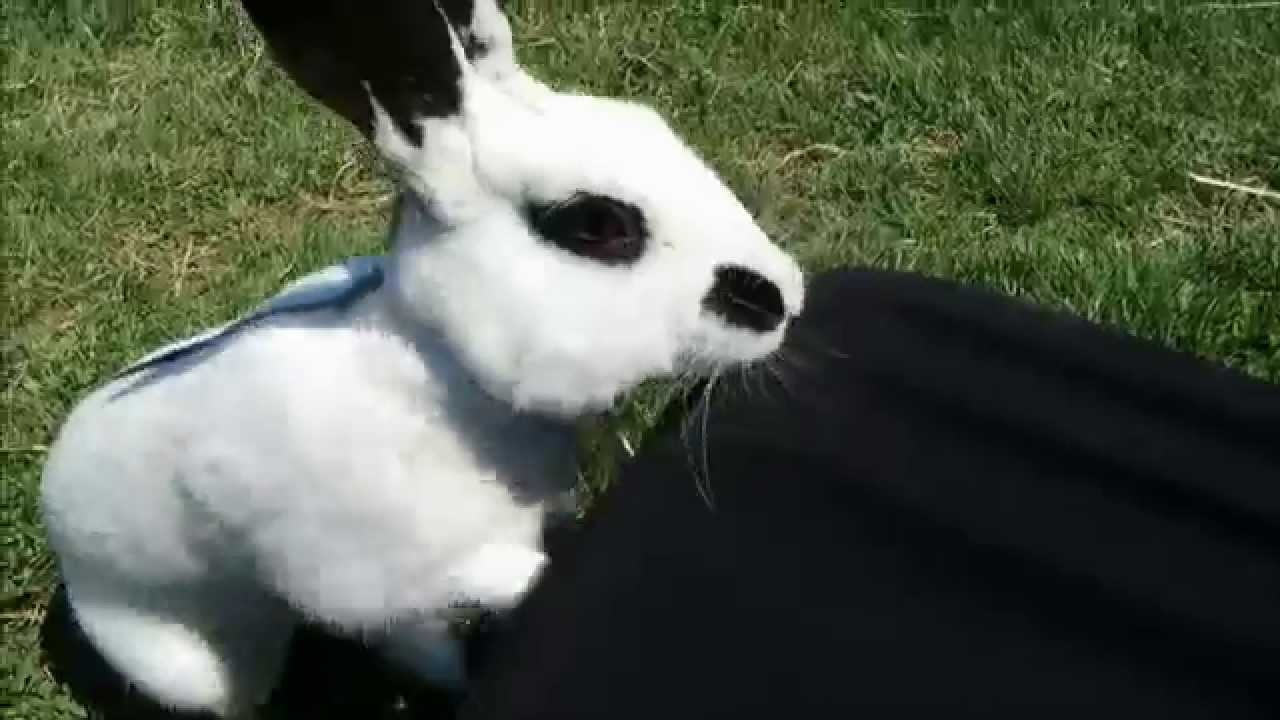 Cute English Spot Rabbit Playing Outside - YouTube