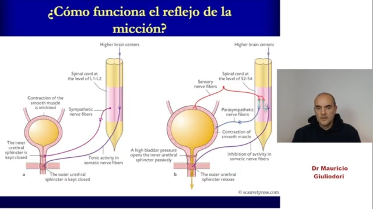 Fisiología renal: reflejo de micción rápido y sencillo - YouTube