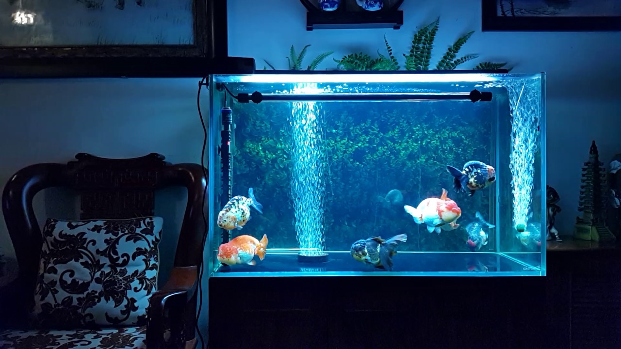 Night goldfish tank - YouTube