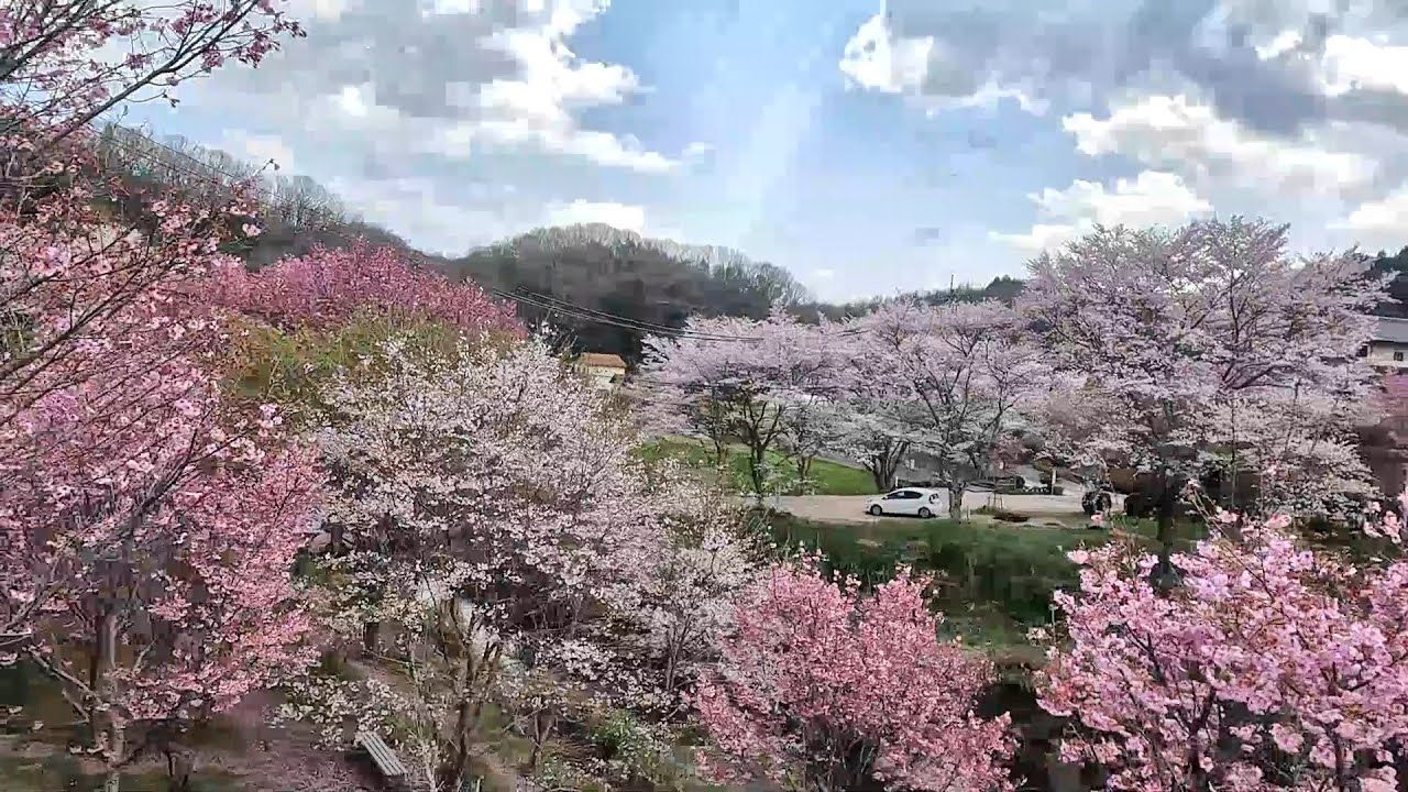 【陽光桜＆染井吉野】東広島の「咲楽ゆめロード」2025/4/11の開花状況 雨が降ったので散ってるけど綺麗です #陽光桜 #県道59号 ...