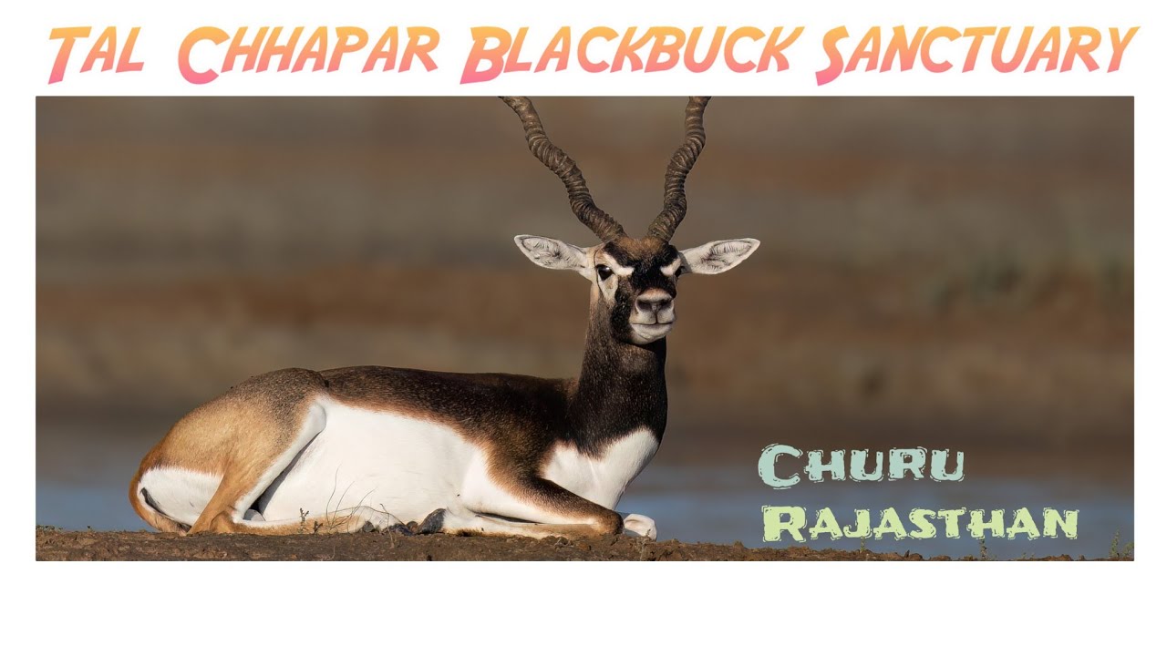 Wildlife Photography l Tal Chhapar Sanctuary l Blackbuck's Heaven l ...