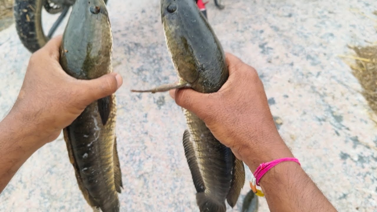 Snakehead Fish Hunting with Cheeto Frog..కొర్రమేన్ల శికారి #jssvlogs ...