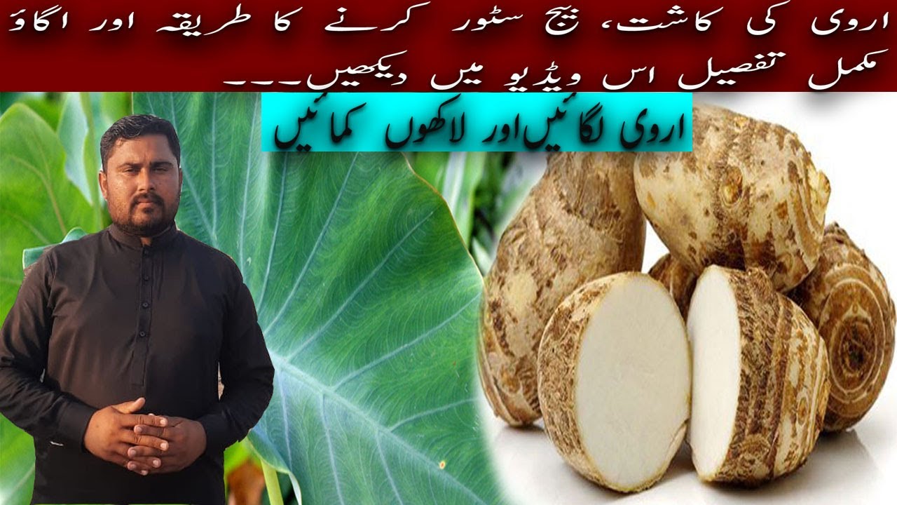 How to cultivate Arvi?اروی کو کاشت کرنے کا طریقہ/How to store arvi Seed ...