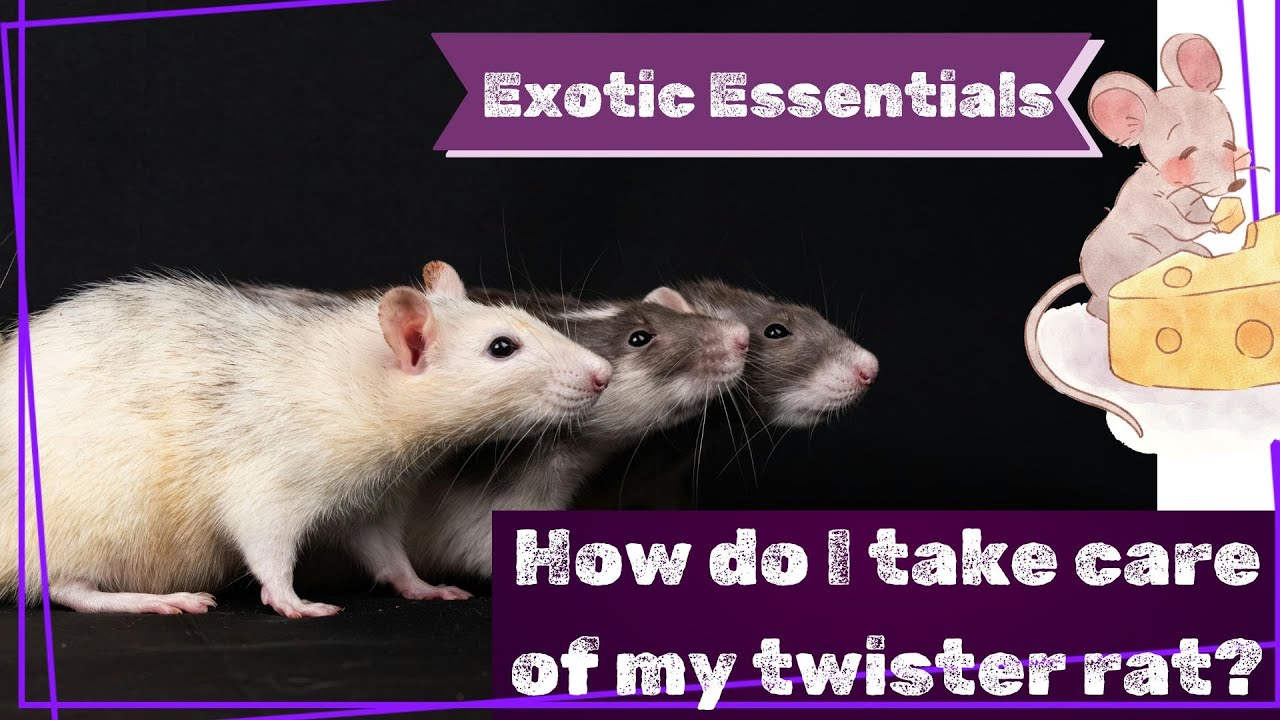 Twister Rat Care Made Simple! - YouTube