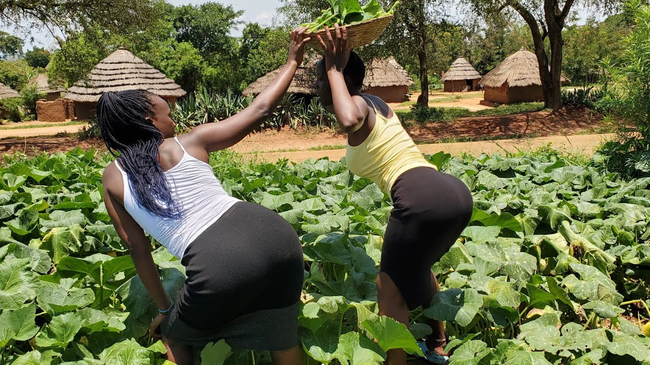 African Village Girls Harvesting And Preparing Pumpkin Leaves Ft Africannyako Villagelife