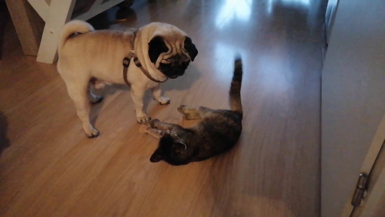Pug and cat's life. Cute and funny - YouTube