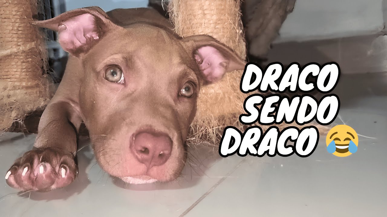 Nosso Filhote de Pitbull (2 meses) | Draco - YouTube