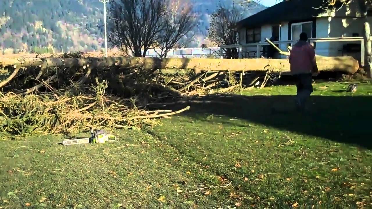 STRONG WINDS BLOW DOWN PINE TREE YouTube STRONG WINDS BLOW DOWN PINE TREE YouTube