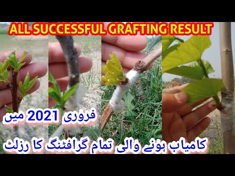 How To Graft SUCCESSFUL Grafting Results - YouTube