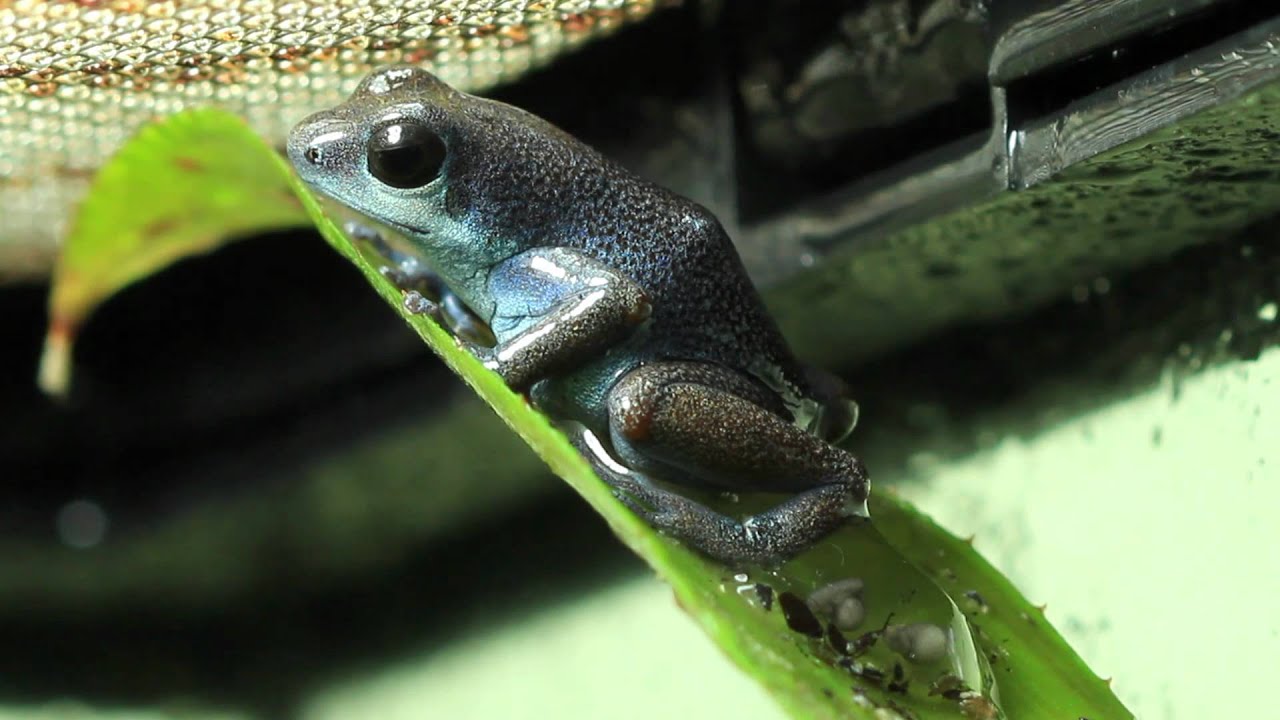 Oophaga pumilio 'cauchero' eggs - YouTube
