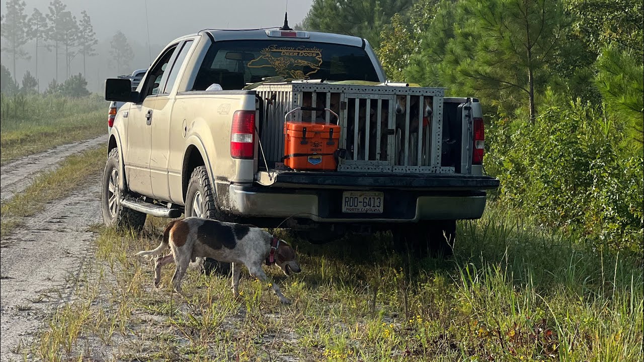 HOUNDS EVERYWHERE, Eastern NC Deer Dogging. Spike Buck Crossing! - YouTube