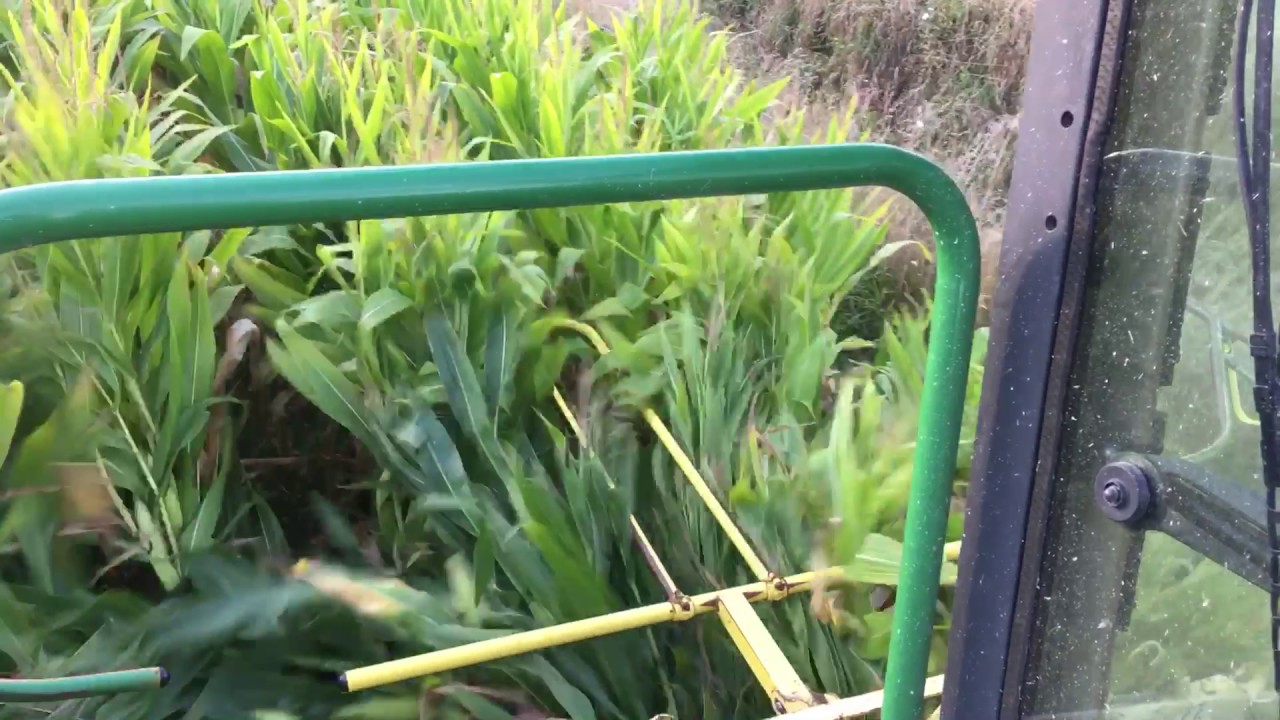 6950 forager opening up a paddock - YouTube