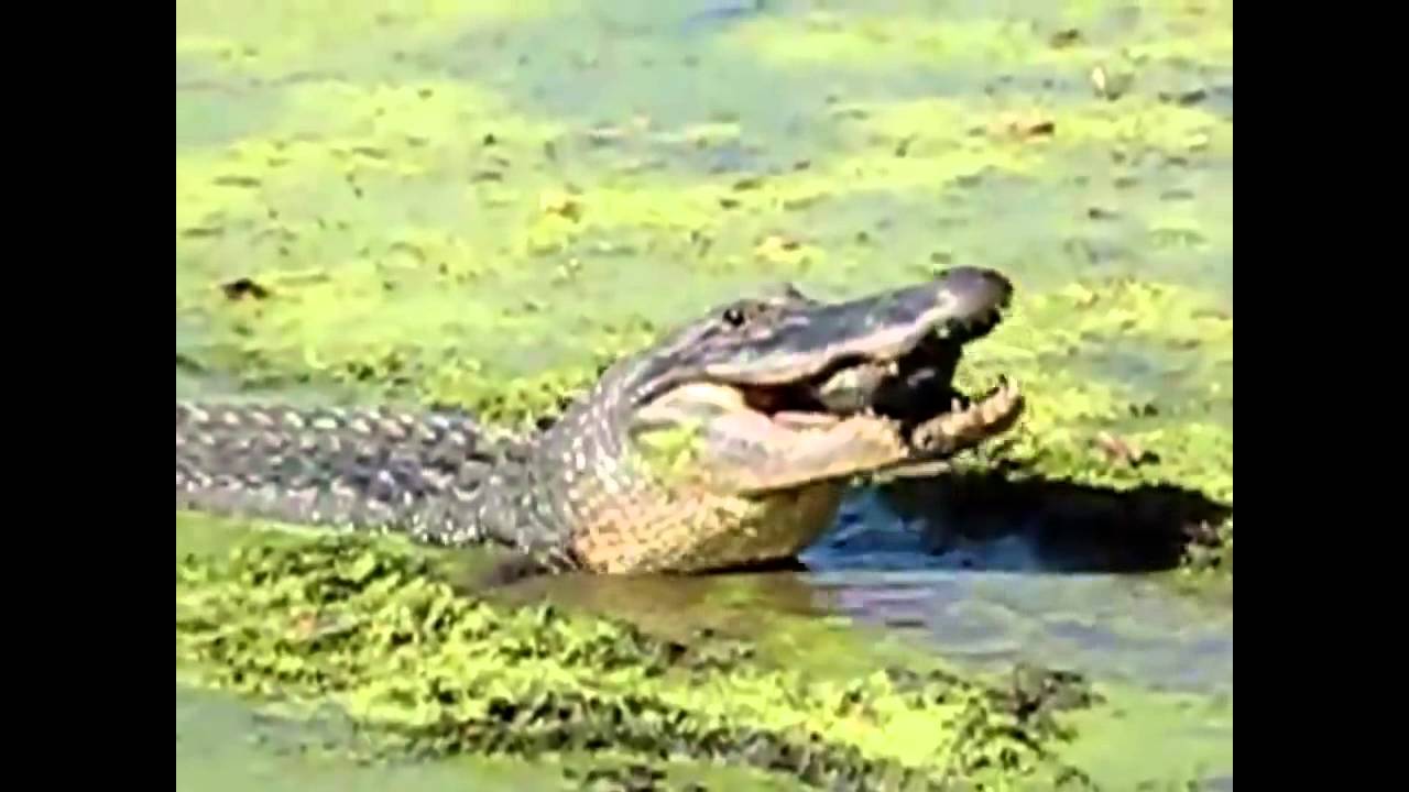 Cocodrico Ataca a Tortuga - YouTube