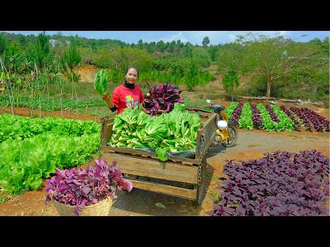 Harvest Red Amaranth And Da Lat Cabbage To Sell At The Market – Daily Farm Life, Cook, And Garden