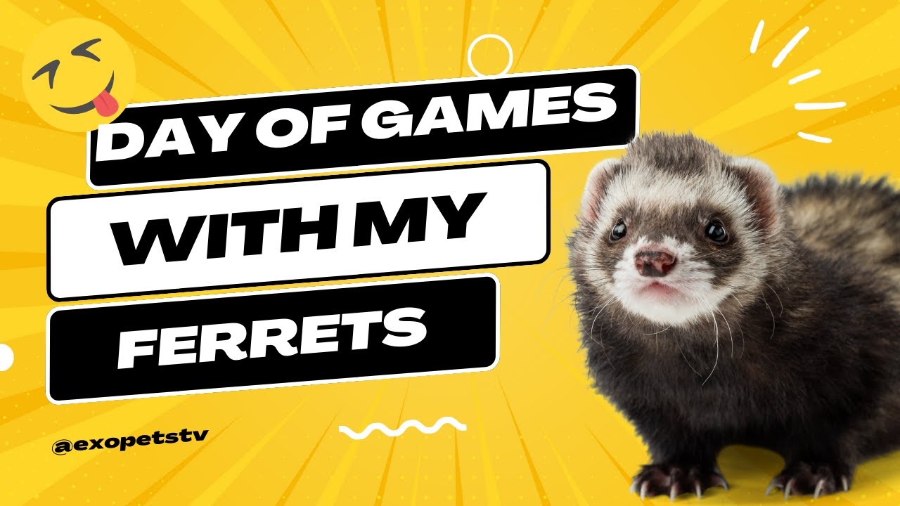 Day of Games with My Ferrets: A Joyful Journey - YouTube