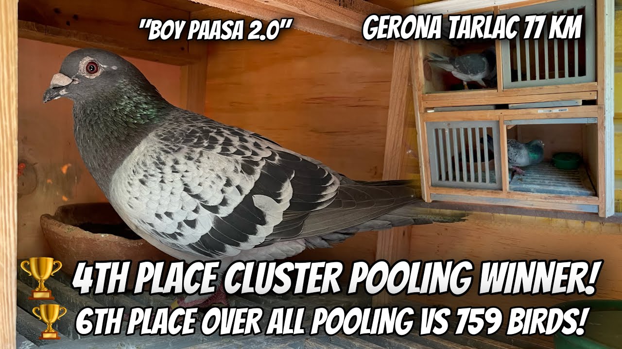 PANALO NA NAMAN TAYO SA POOLING! MADLA LOFT TV 2X POOLING WINNER NA ...