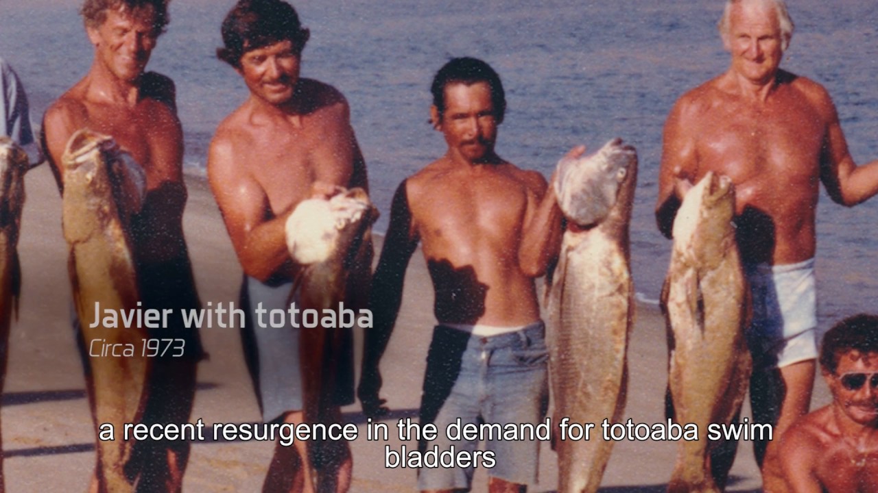 The Totoboa - Mexico’s Controversial Fish - YouTube