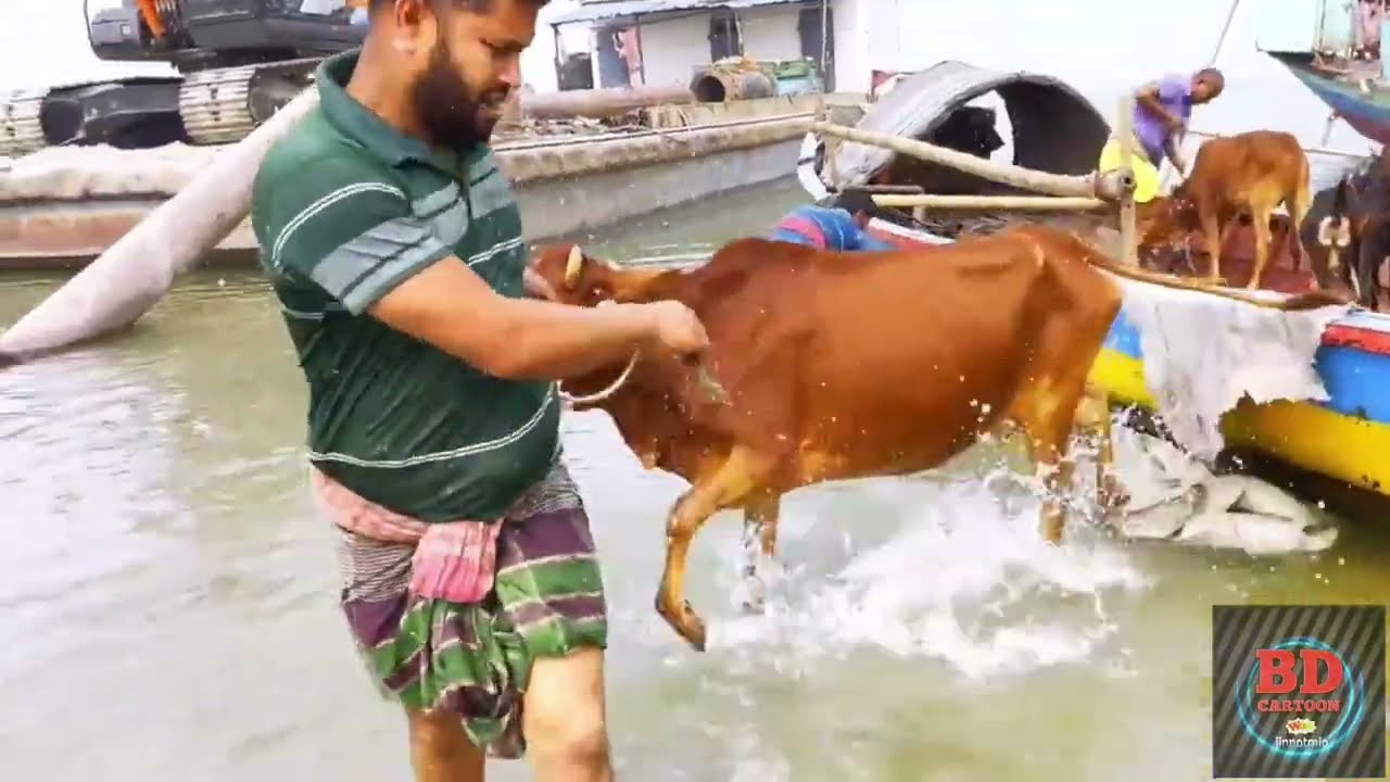 Hambh hambh Songs2025 গরু গান - YouTube