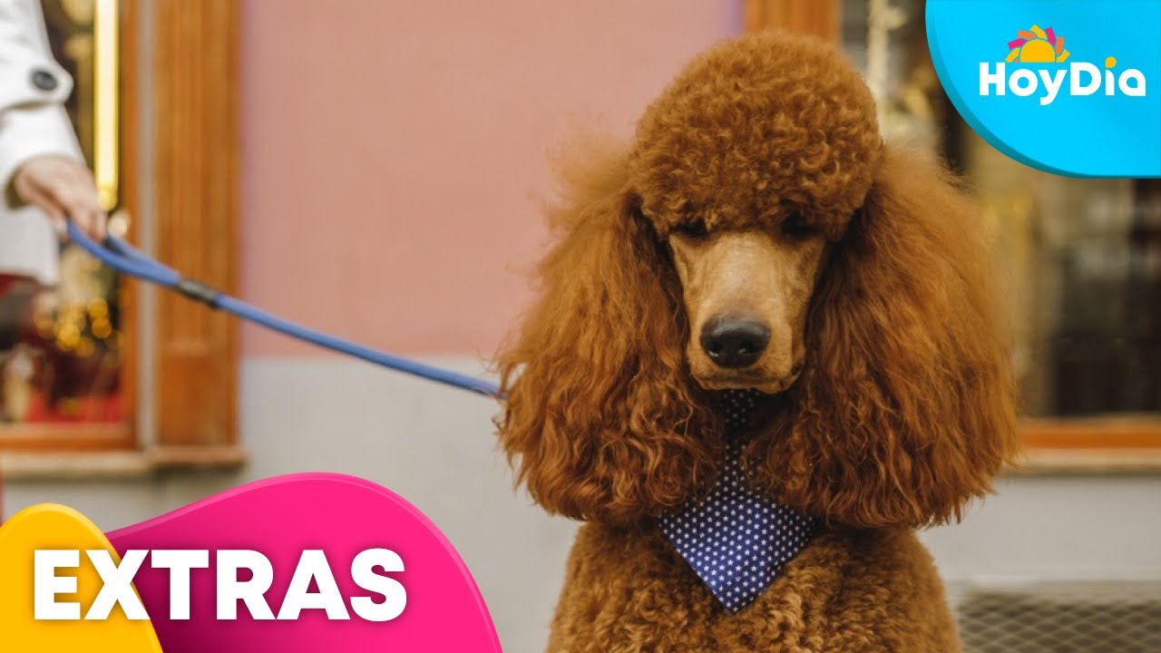 ¿Amas los French Poodle? Los cuidados y enfermedades que debes conocer ...