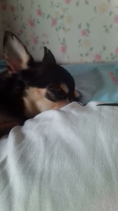 cute lazy dog sleeps - YouTube