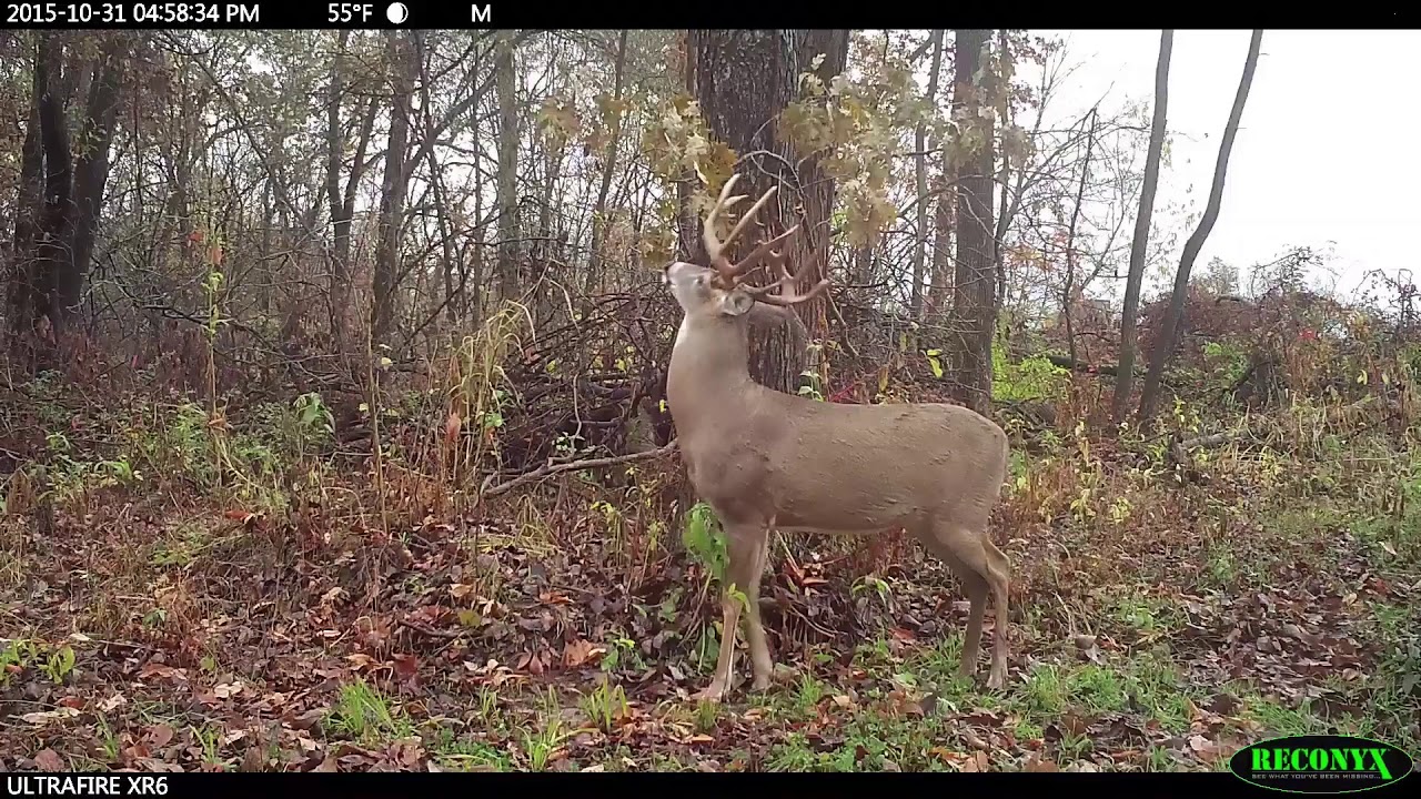 Mock Scrape Secrets for Deer Hunting Success - YouTube