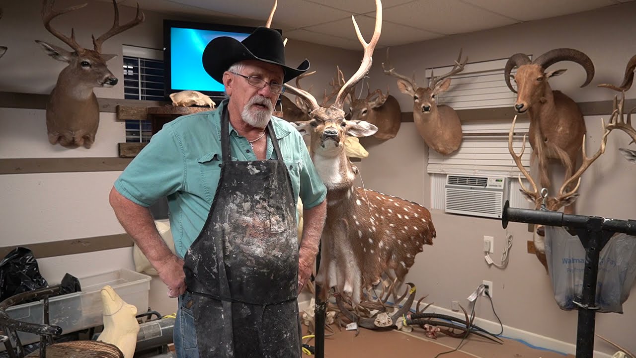 Axis Deer Shoulder Mount Time Lapse Start To Finish. (Long Tine ...