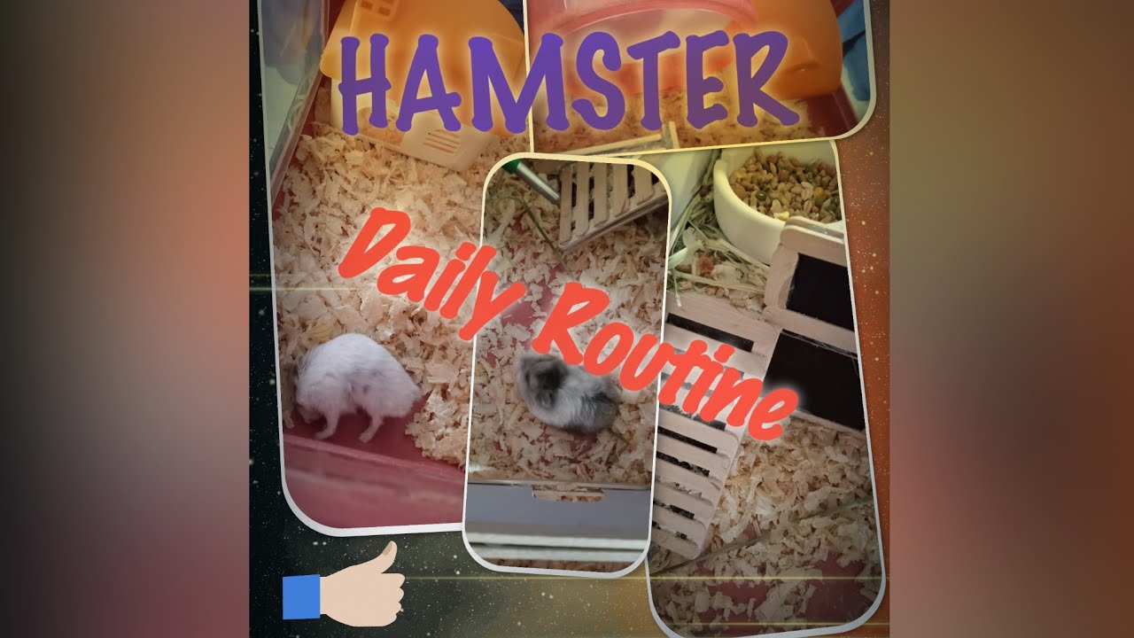 HAMSTER DAILY LIFE || Daily Routine || Hamster Wheel #Hamster #ThebYT # ...