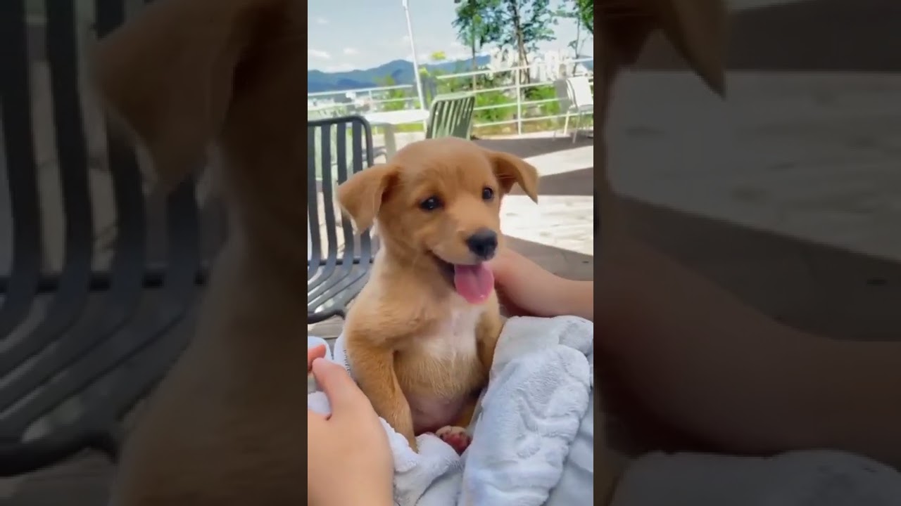Cute Dog - YouTube