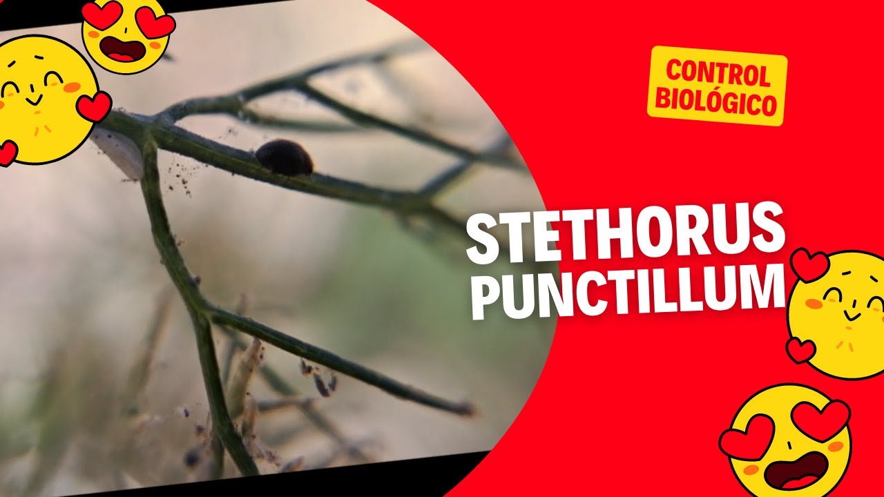 Control Biológico de ARAÑA ROJA (Stethorus punctillum) - YouTube