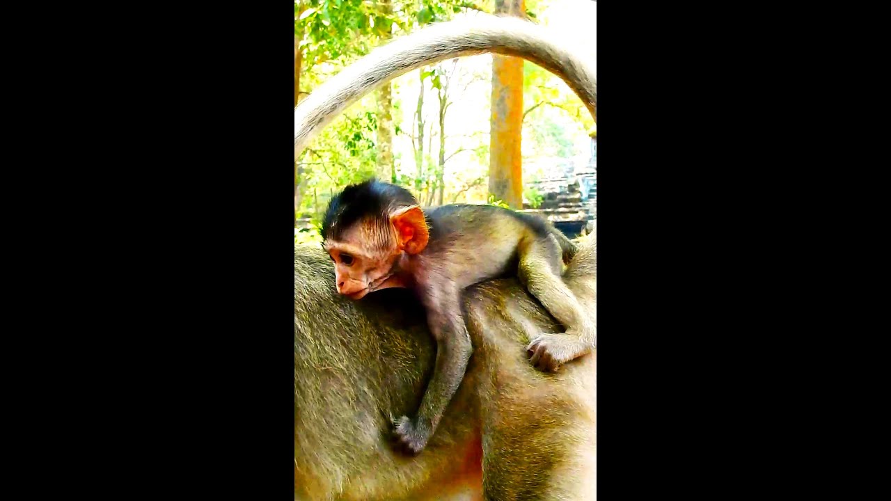 Adorable monkey baby feels deeply sad when mum attempts rejects nursing ...