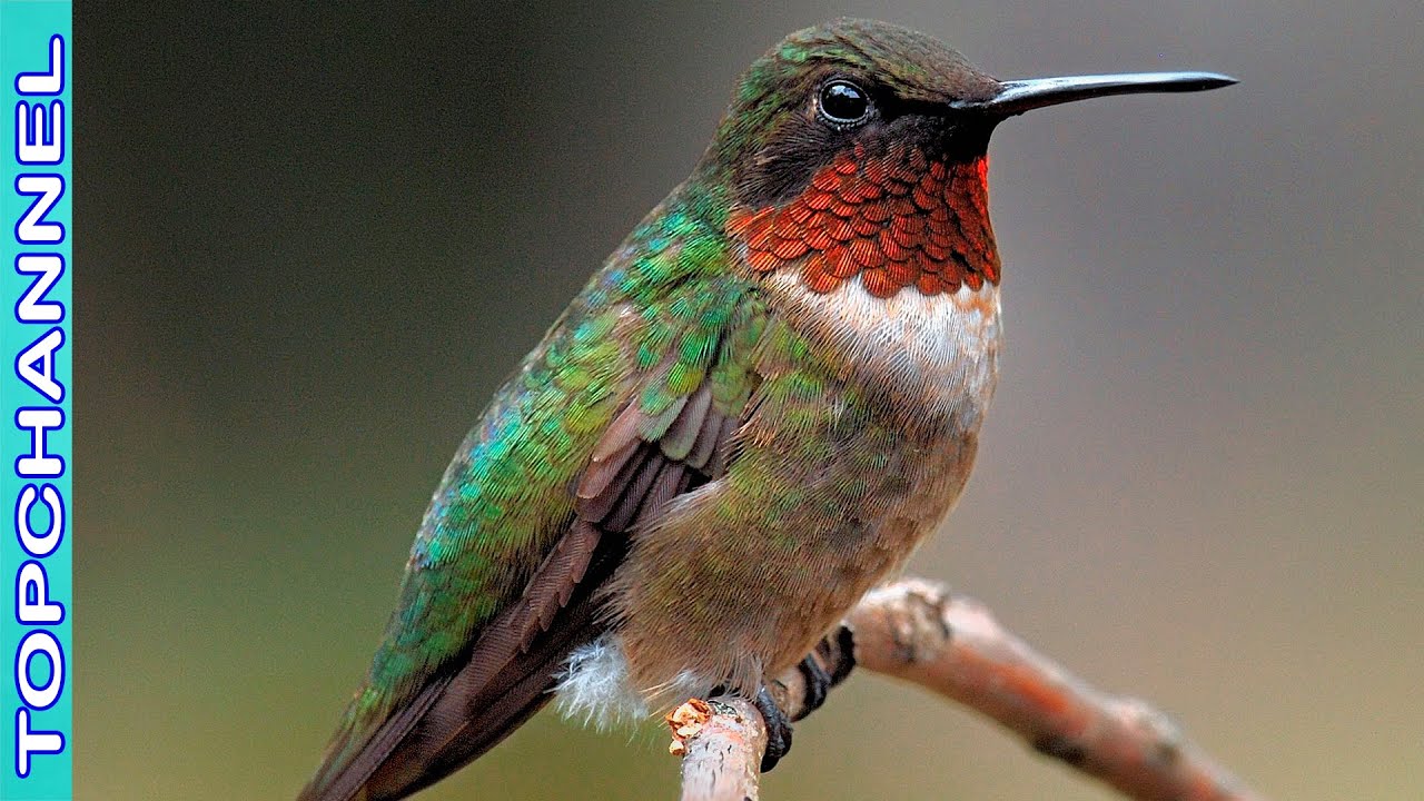 10 Lindas especies de colibríes. - YouTube