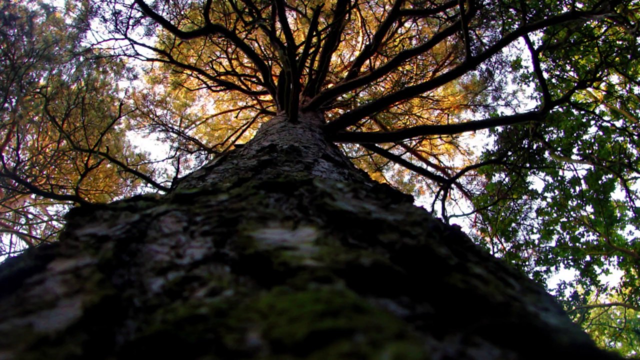 The Nature of Uncertainty || Sound Art - YouTube