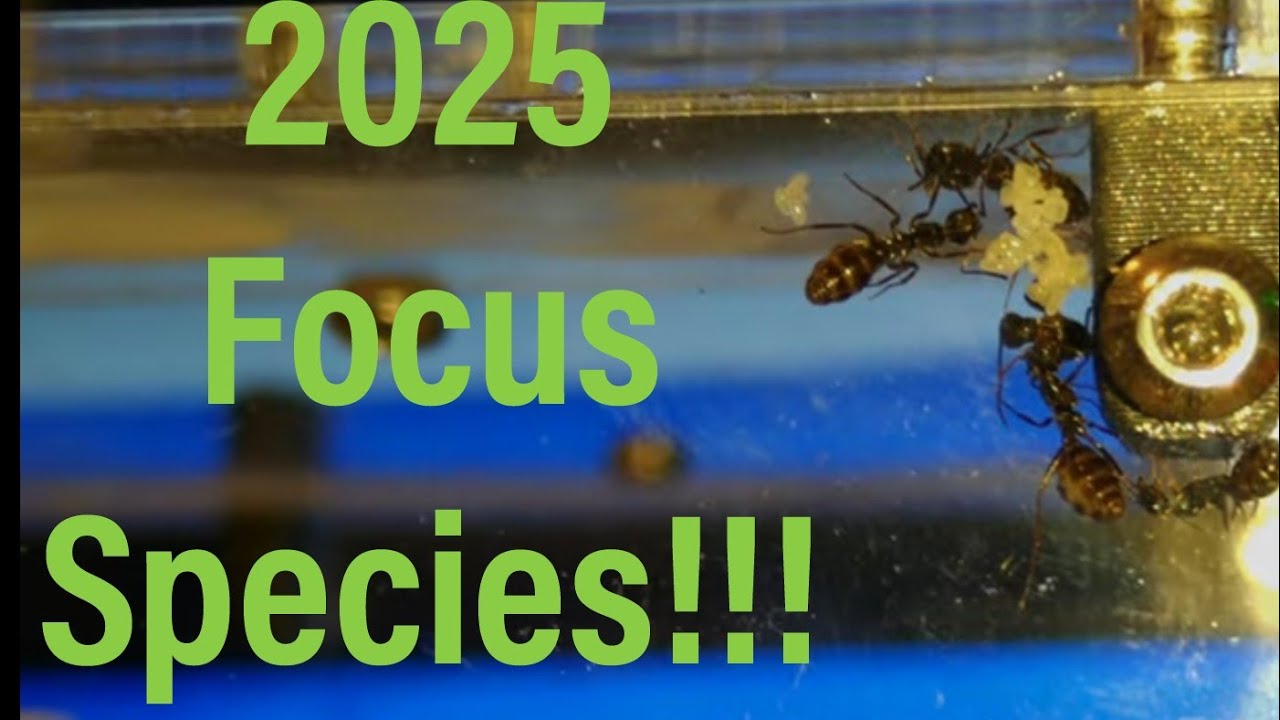 2025 Focus Species of the year. - YouTube