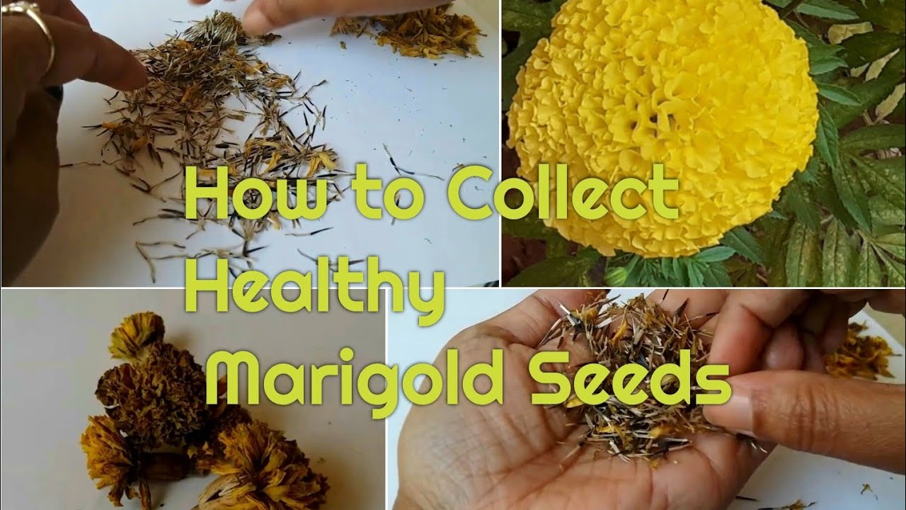 How to Collect and Save Healthy Marigold Seeds for Fast Germination II ...