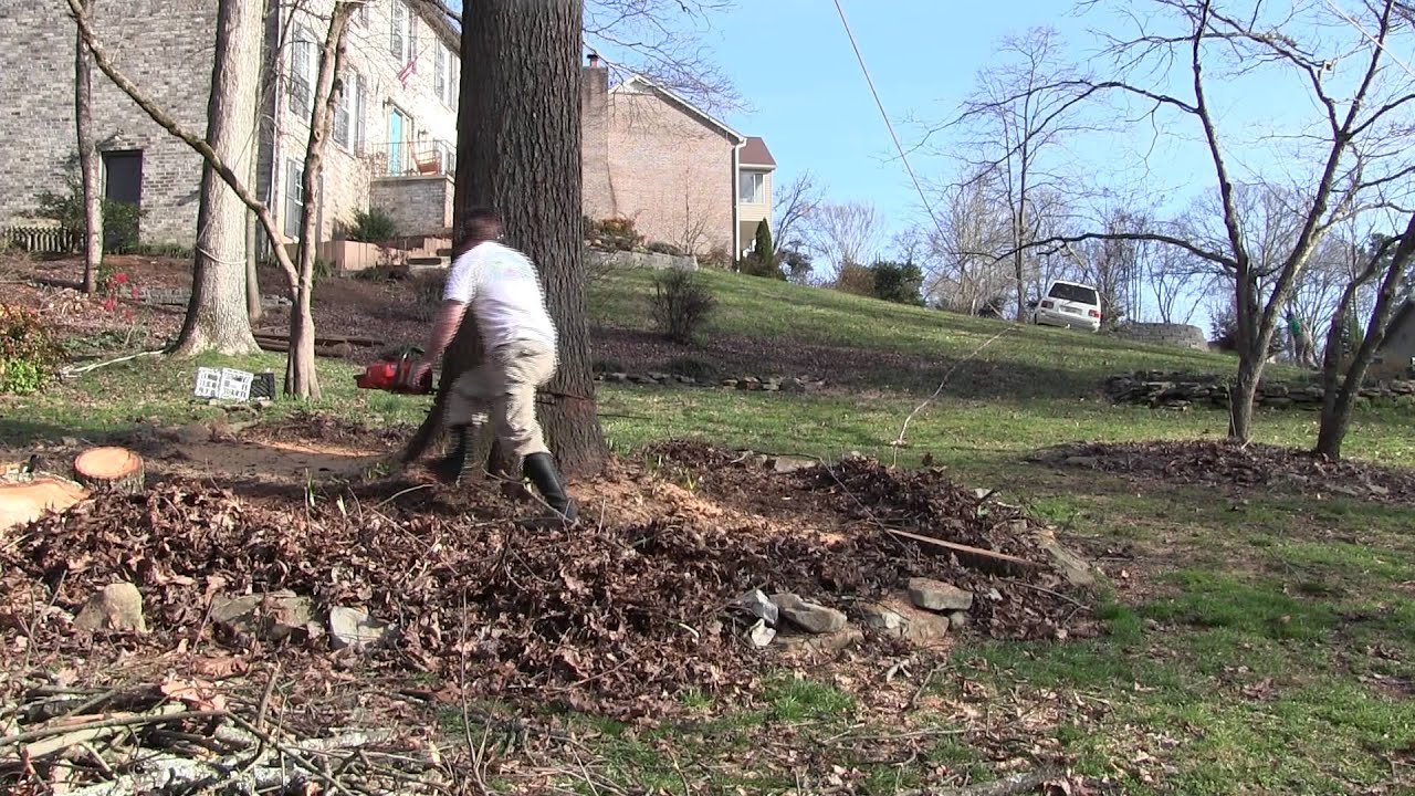 Felling Giant Oak Tree in Front Yard - YouTube