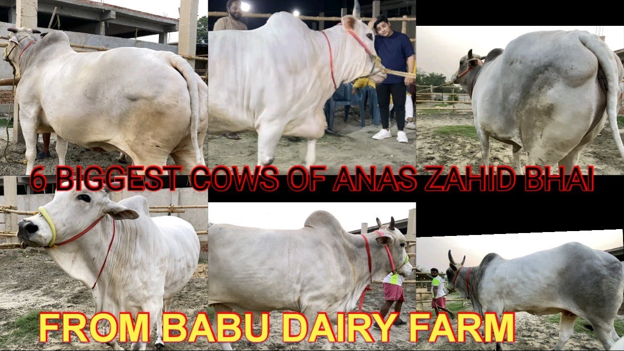 ANAS ZAHID BHAI ( PARK CIRCUS ) SIX BIGGEST COWS FROM BABU DAIRY FARM ...