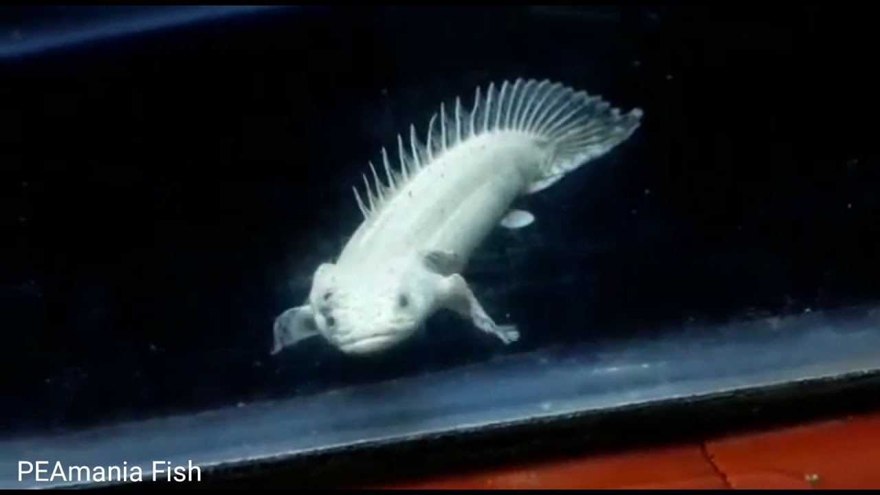 ikan palmas platinum mata tiga yang unik - YouTube