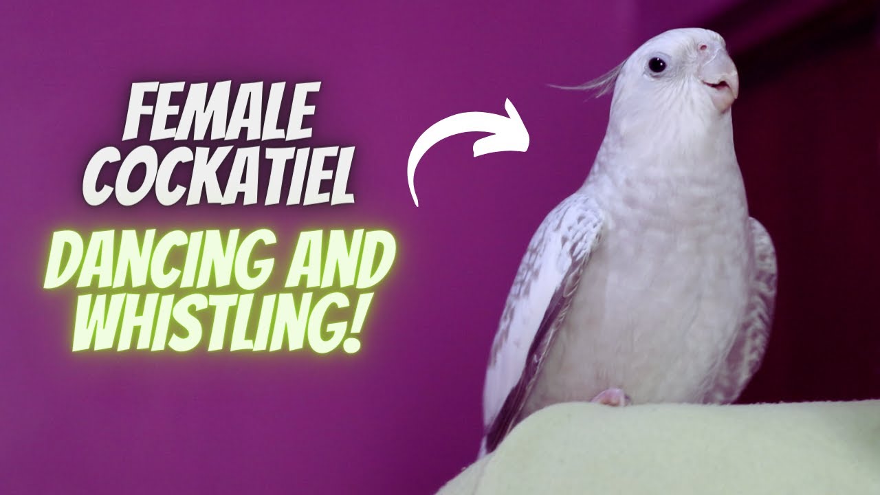 Adorable Female Cockatiel Does Headbanging Dance and Whistle Song - YouTube