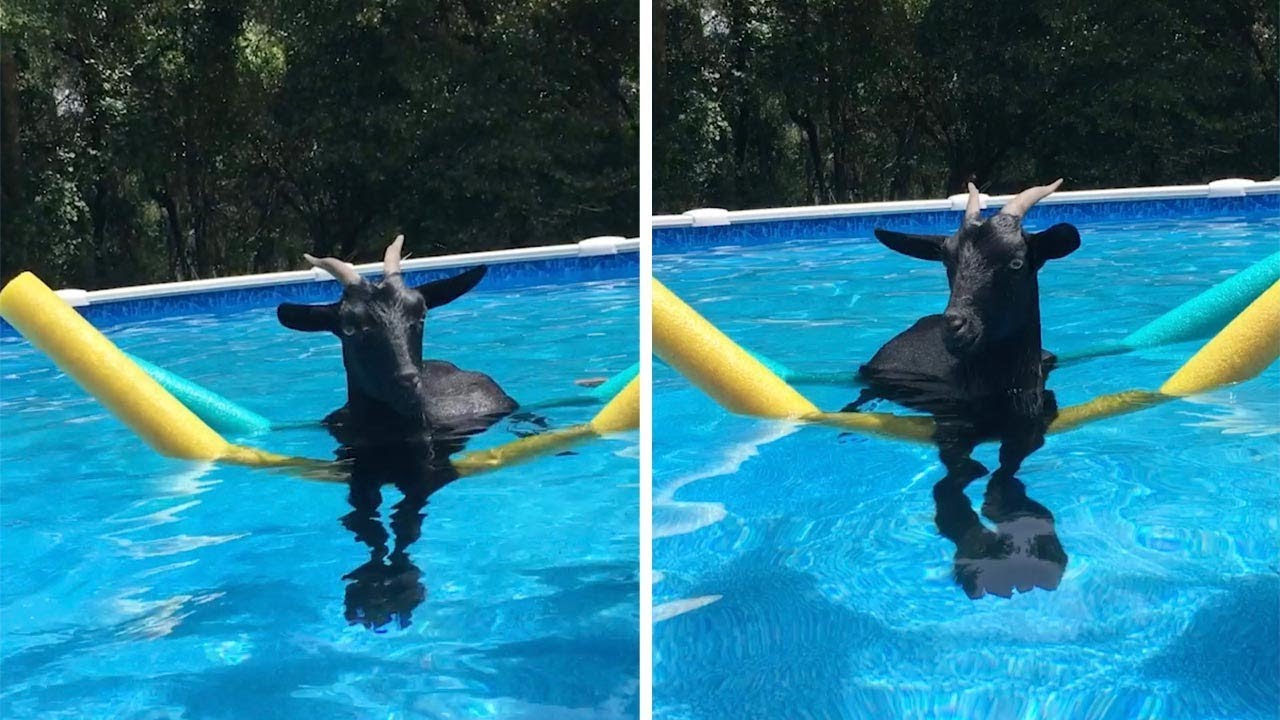 Adorable Rescue Goat Goes Swimming - YouTube