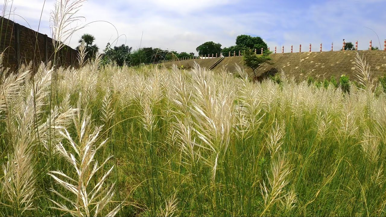 শরতের সৌন্দর্য কাশফুলের নরম ছোয়া! কাশফুলের বাগান Kash Fuler Bagan ...