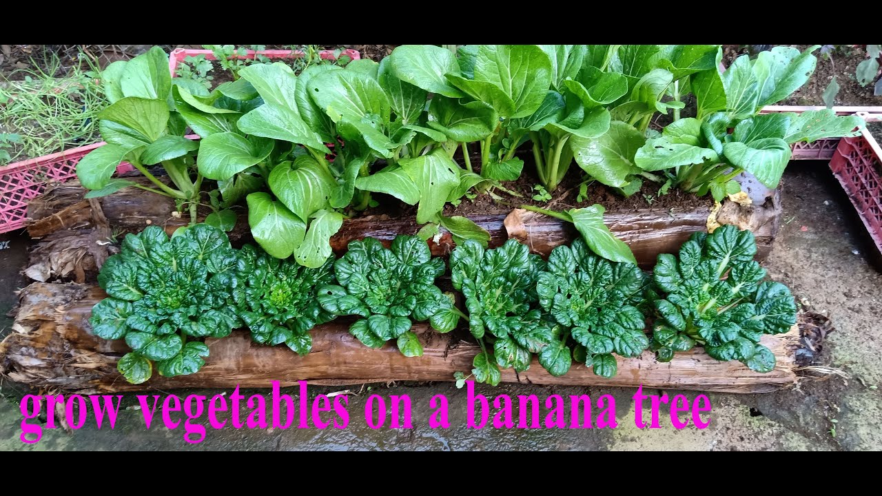 grow vegetables on a banana tree - YouTube