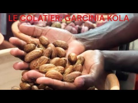 LE COLATIER: GARCINIA KOLA - YouTube