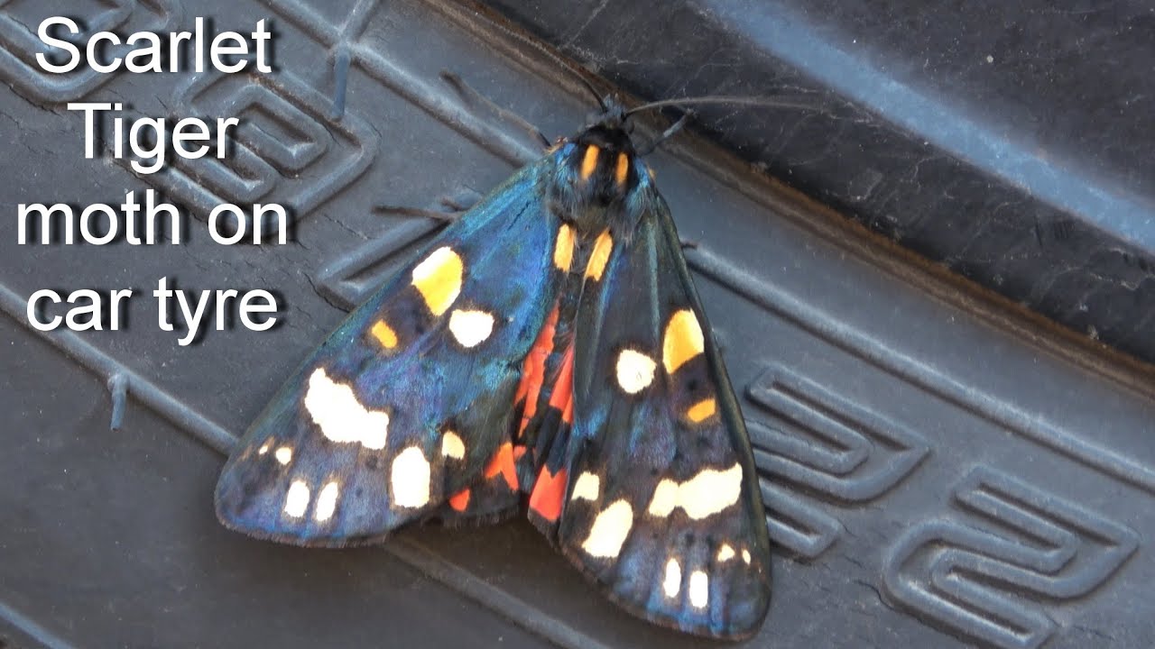 The first time I saw a Scarlet Tiger moth, May 2023, on the ground and ...