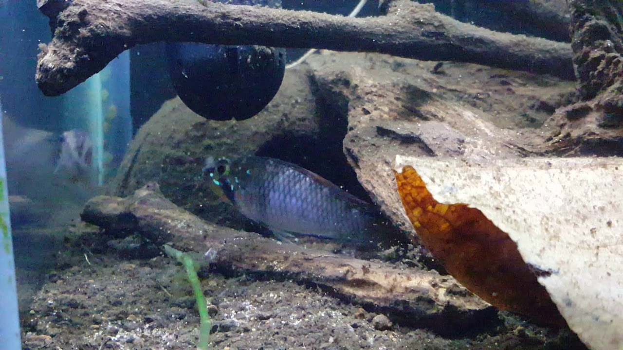 WC Apistogramma sp. D39 pair - YouTube